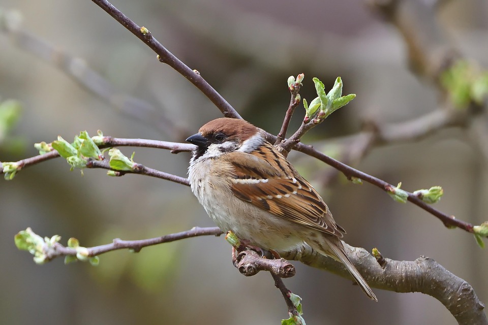 Field Sparrow Bird Garden - Free photo on Pixabay