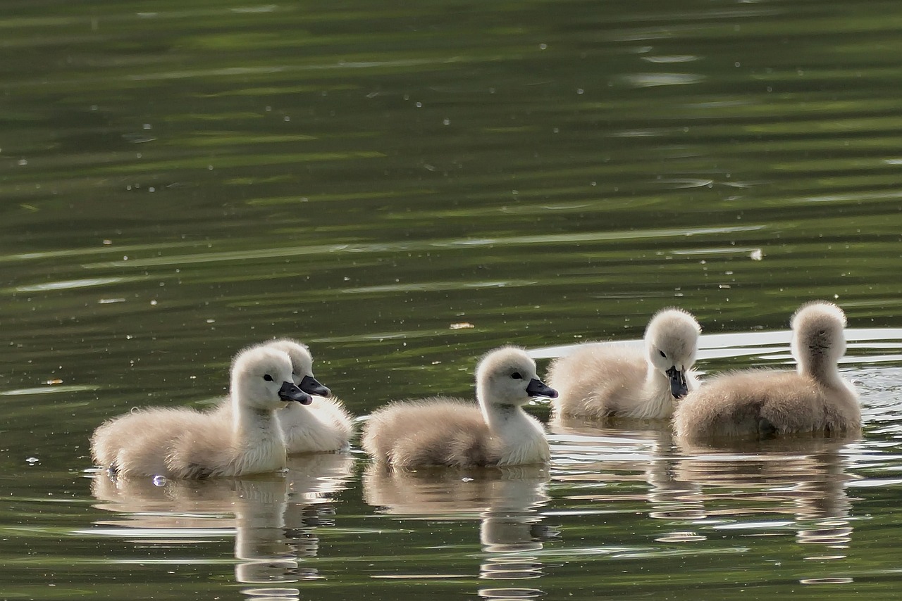 Cygne Tuberculé Poussin Lac Jeunes - Photo gratuite sur Pixabay - Pixabay