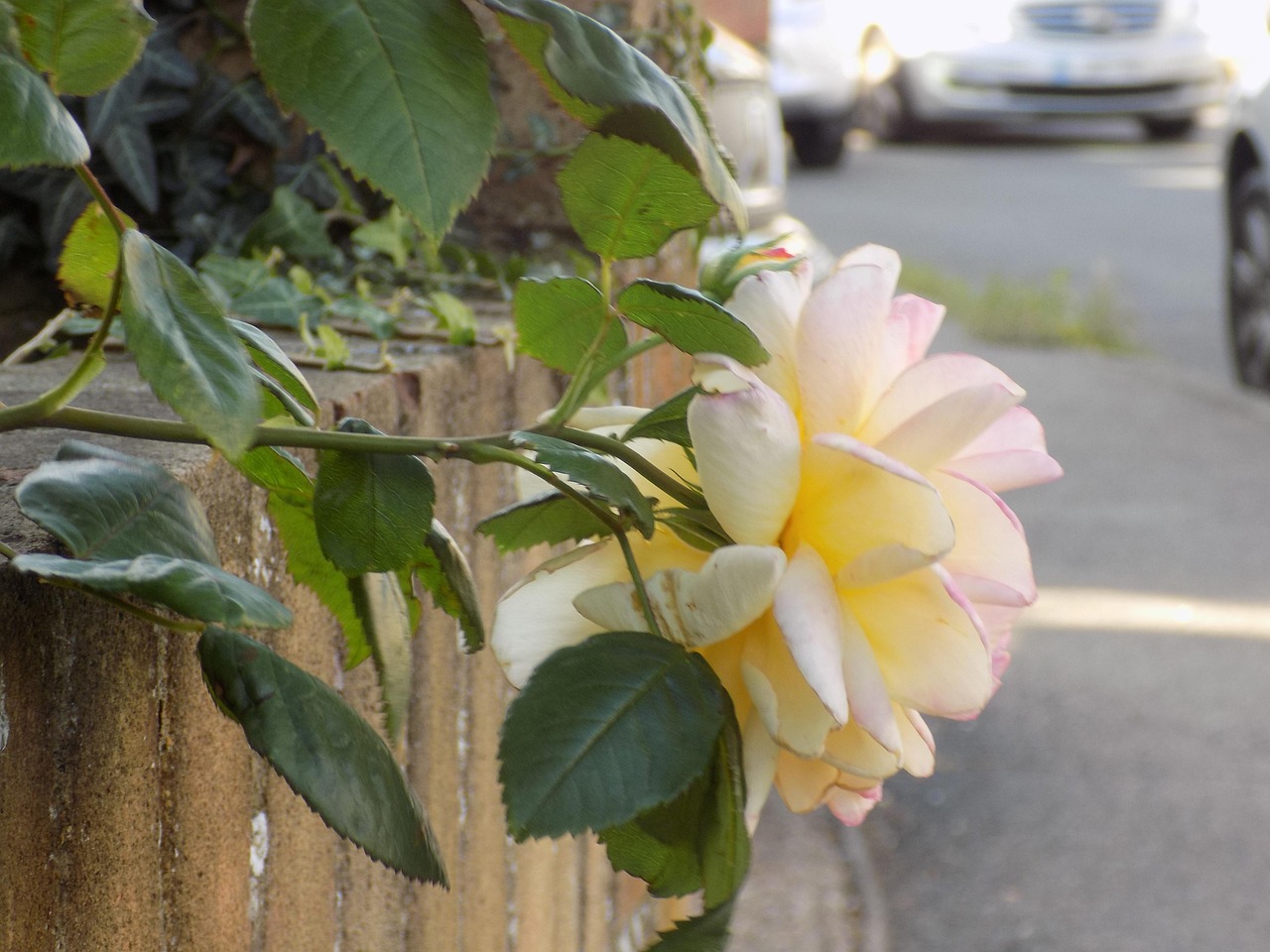Flowers Rose Street - Free photo on Pixabay - Pixabay