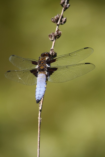 Insecte Libellule Entomologie - Photo gratuite sur Pixabay - Pixabay