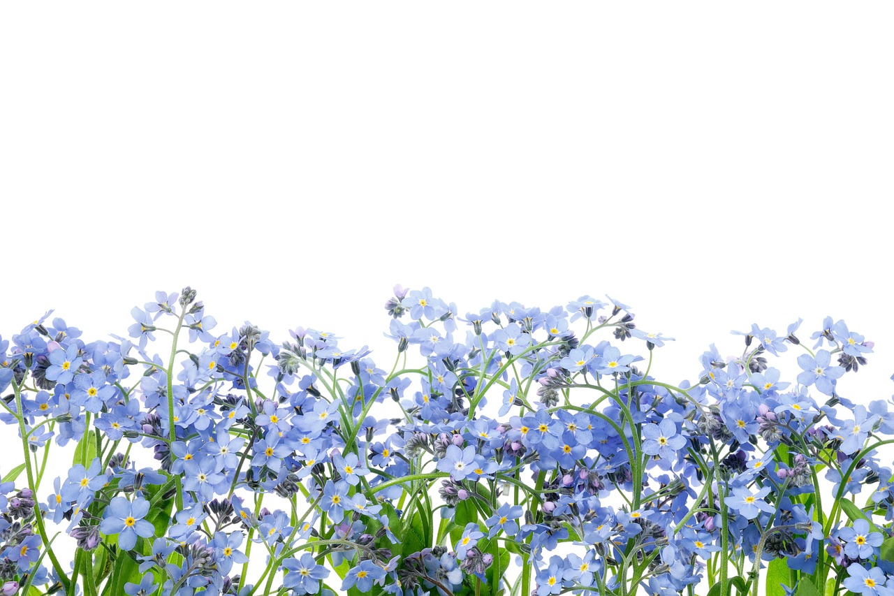 Forget-Me-Not Flowers Plant - Free photo on Pixabay