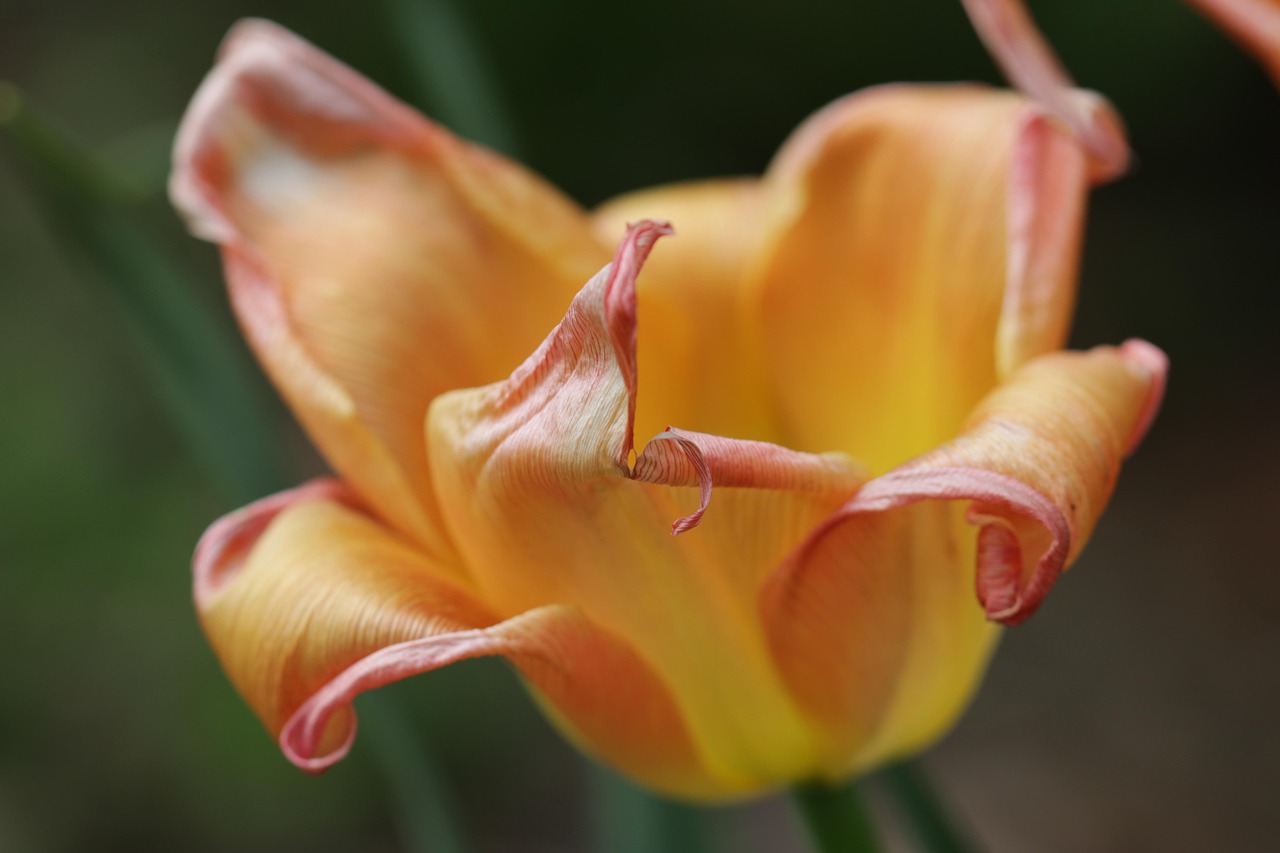 Tulipa Flor Seca - Foto gratuita no Pixabay - Pixabay