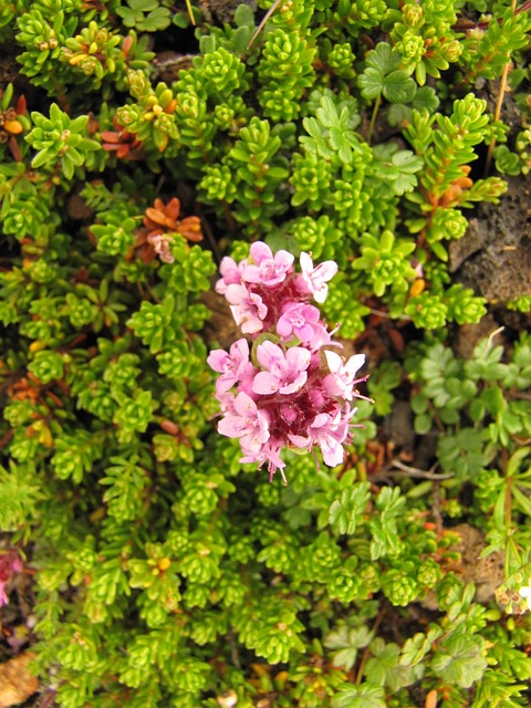 Fleur Bloom Fleurir - Photo gratuite sur Pixabay - Pixabay