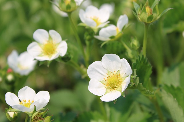 Strawberry Blossoms - Free photo on Pixabay - Pixabay