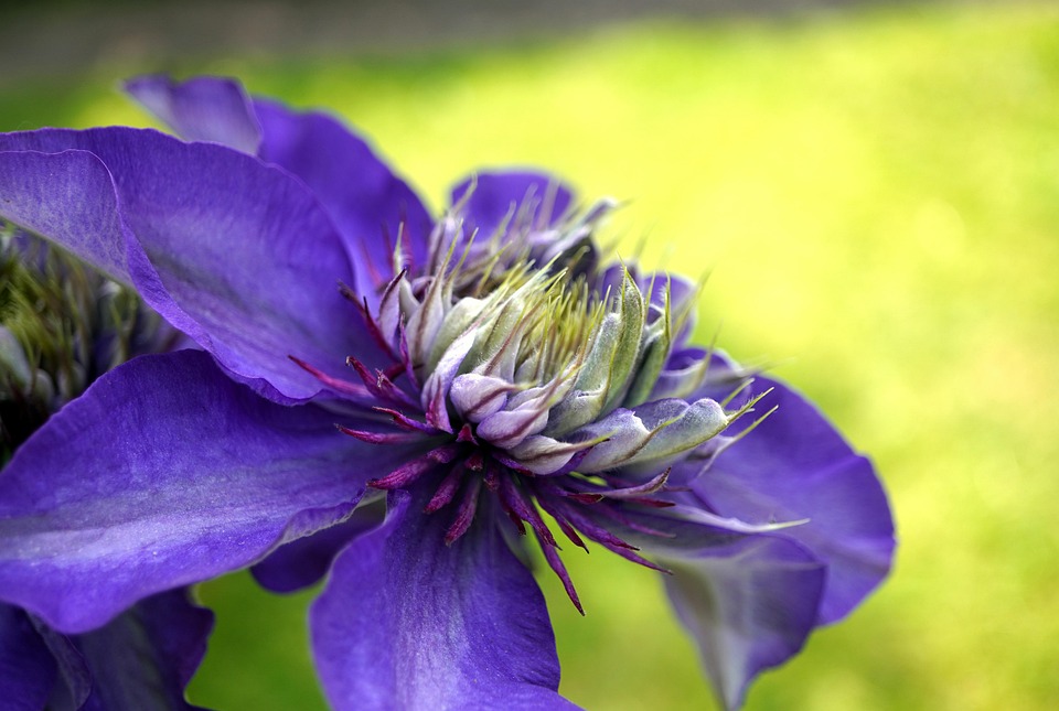 Clematis Planta De Alpinista Flor - Foto gratuita no Pixabay - Pixabay