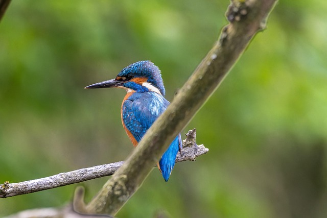 Natureza Animais Selvagens - Foto gratuita no Pixabay