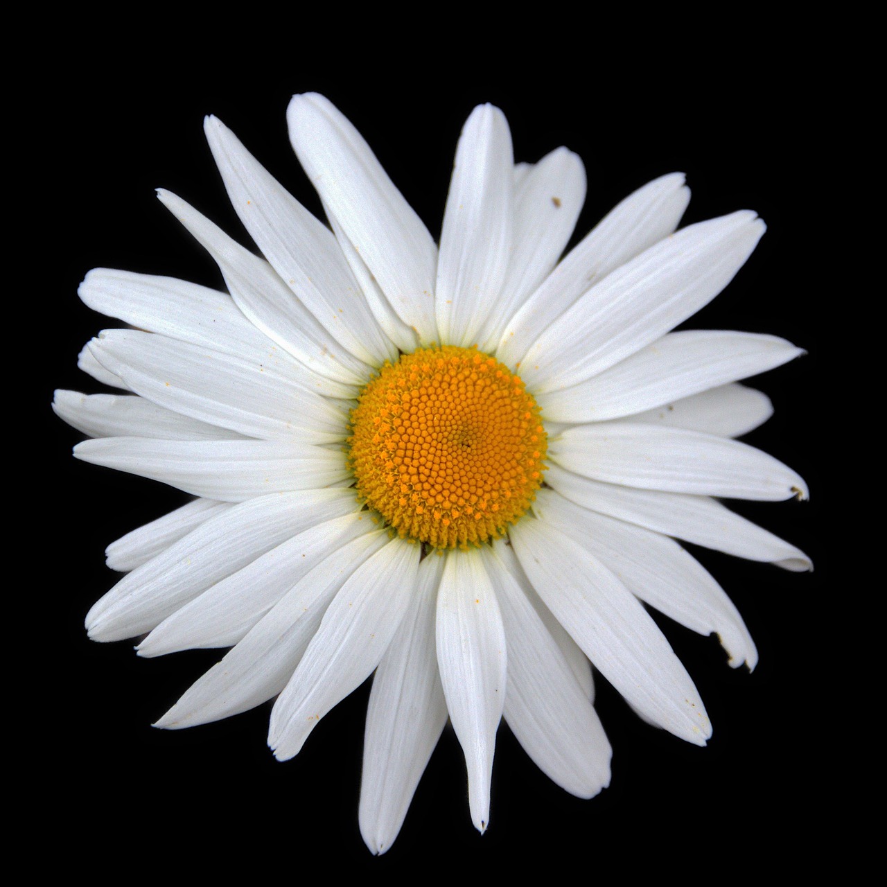 Marguerite - Photo gratuite sur Pixabay - Pixabay