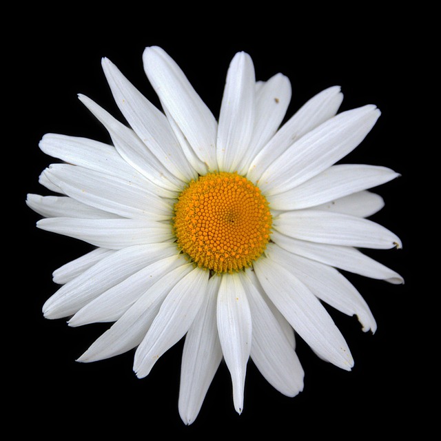 Margarida Flor - Foto gratuita no Pixabay - Pixabay