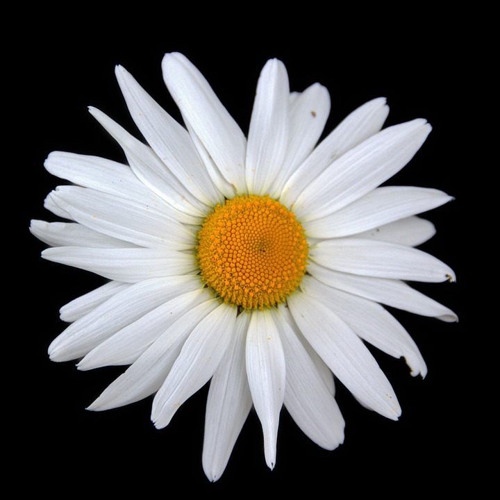 Marguerite - Photo gratuite sur Pixabay - Pixabay