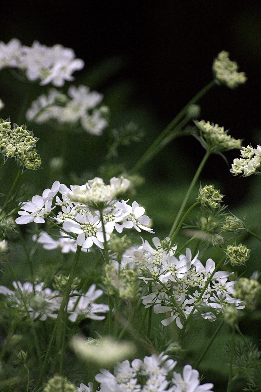 Plantas Prado Flor Verde - Foto gratuita no Pixabay - Pixabay