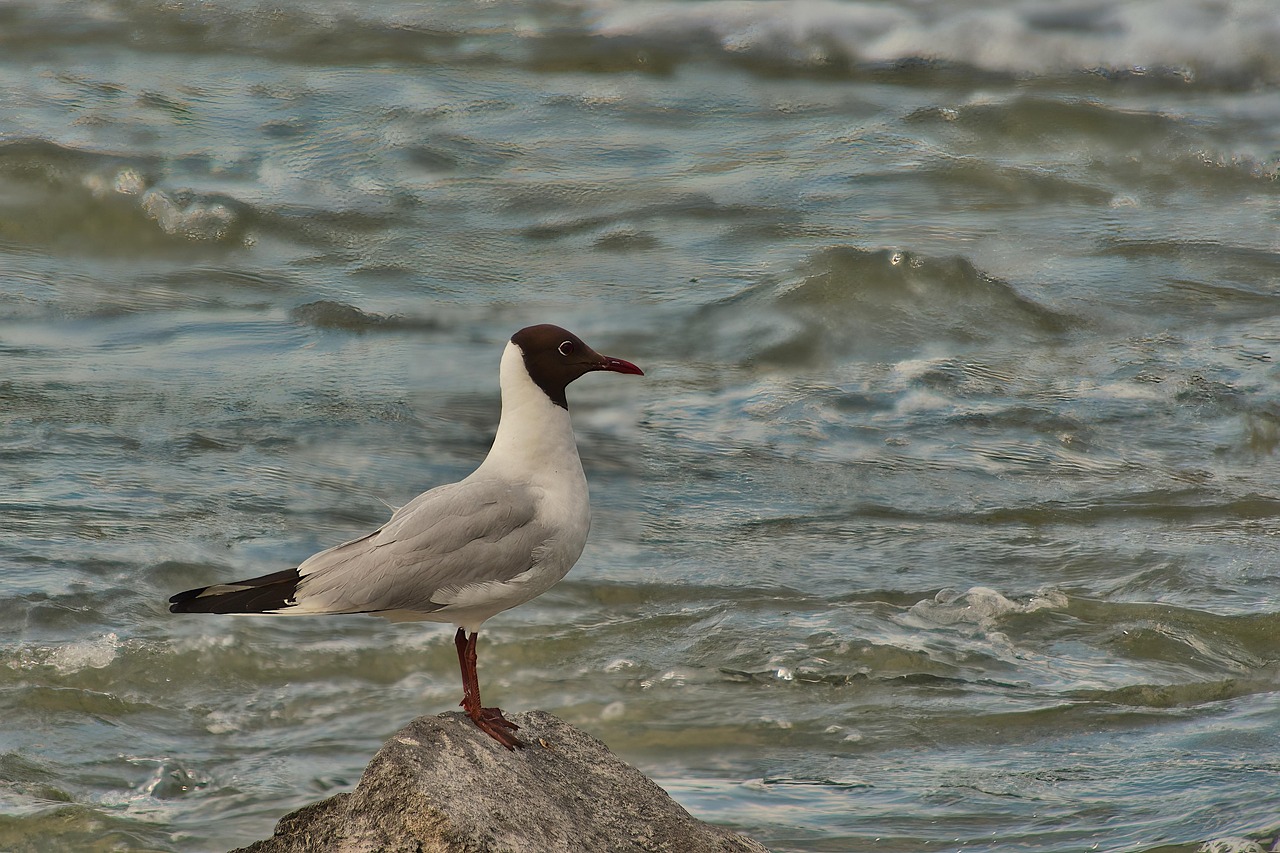 Seagull Burung Laut Air - Foto gratis di Pixabay