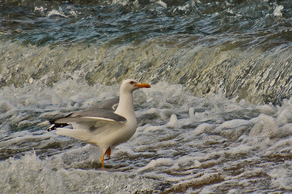 Seagull Sea Bird Water - Free photo on Pixabay - Pixabay