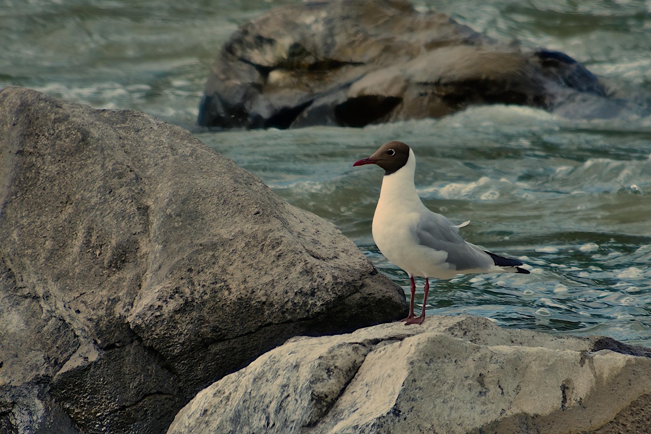 Seagull Sea Bird Water - Free photo on Pixabay - Pixabay