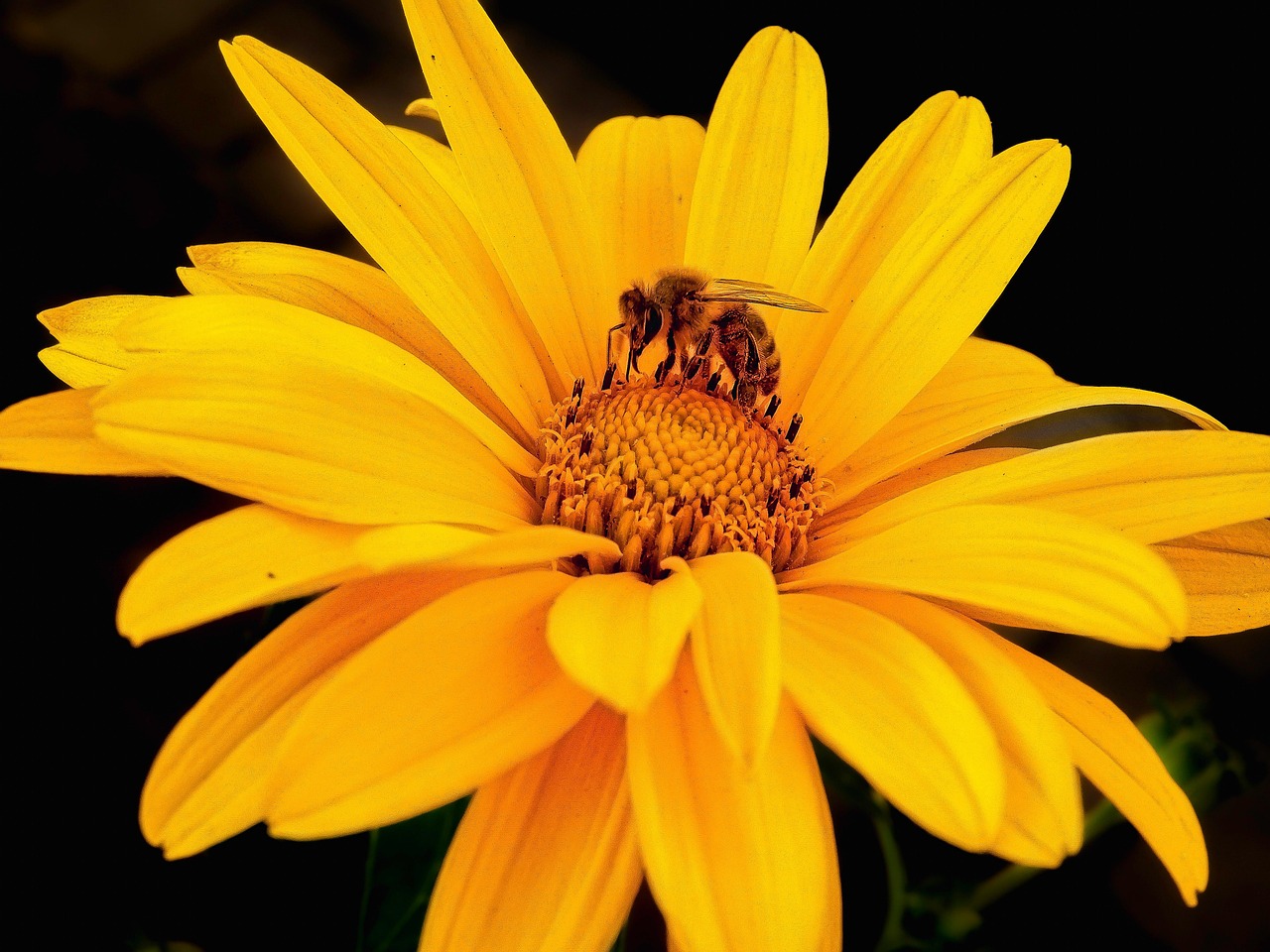 Yellow Flower Bee Pollination - Free photo on Pixabay - Pixabay