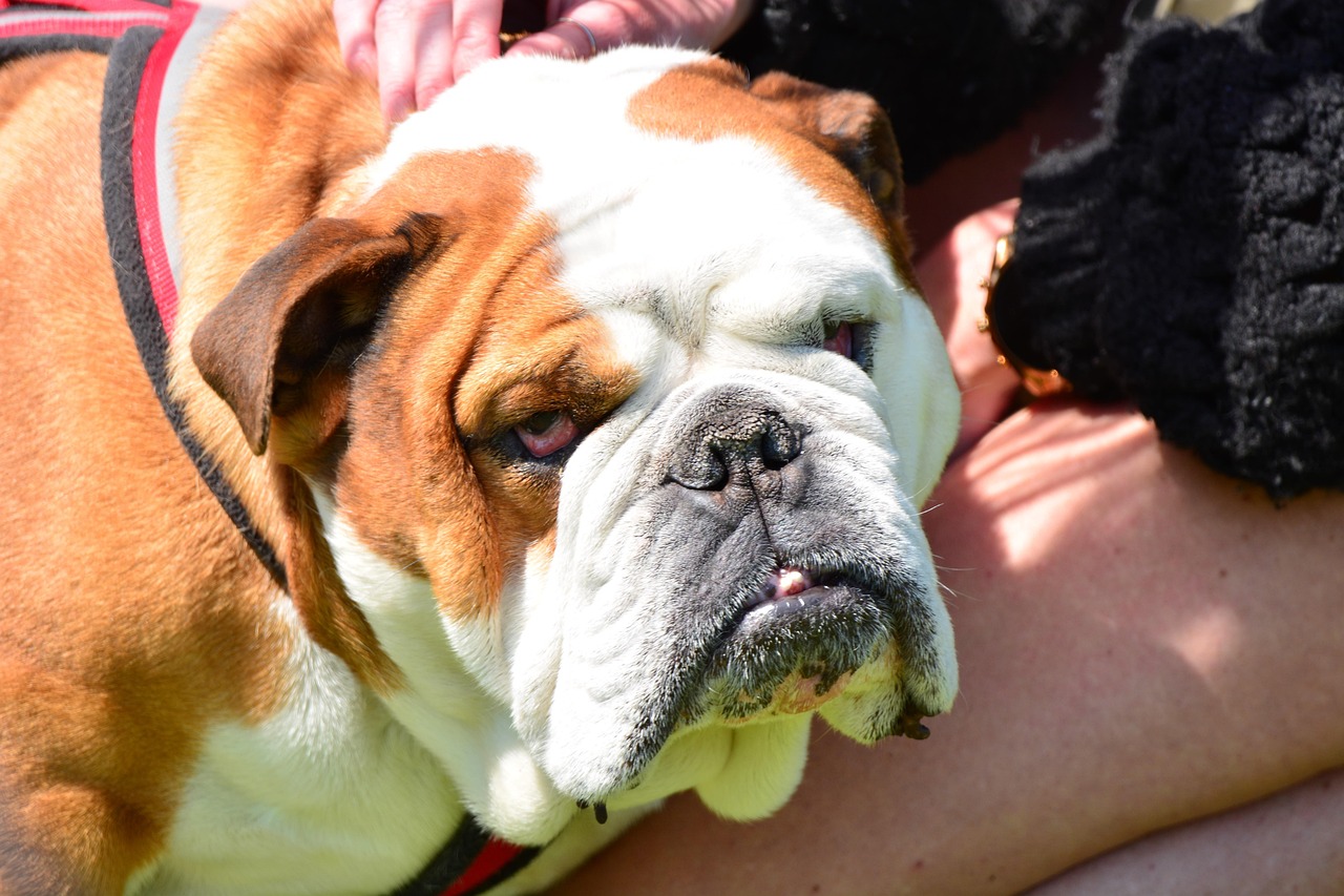 Animal Psi - Foto gratuita no Pixabay - Pixabay
