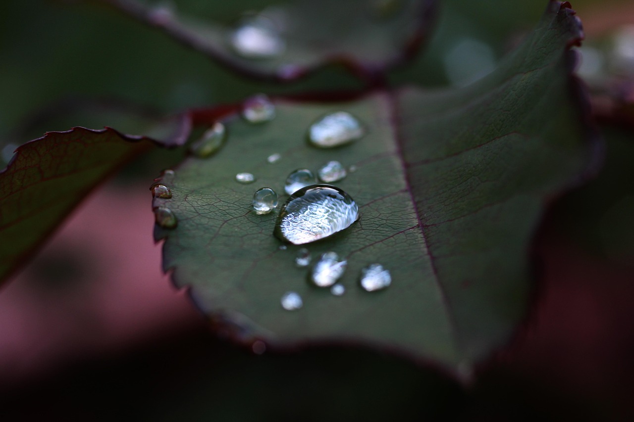 40,000+ Free Rose Leaf & Nature Images - Pixabay