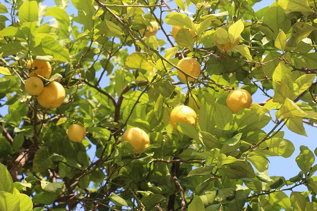 Nature Tree Lemon - Free photo on Pixabay - Pixabay