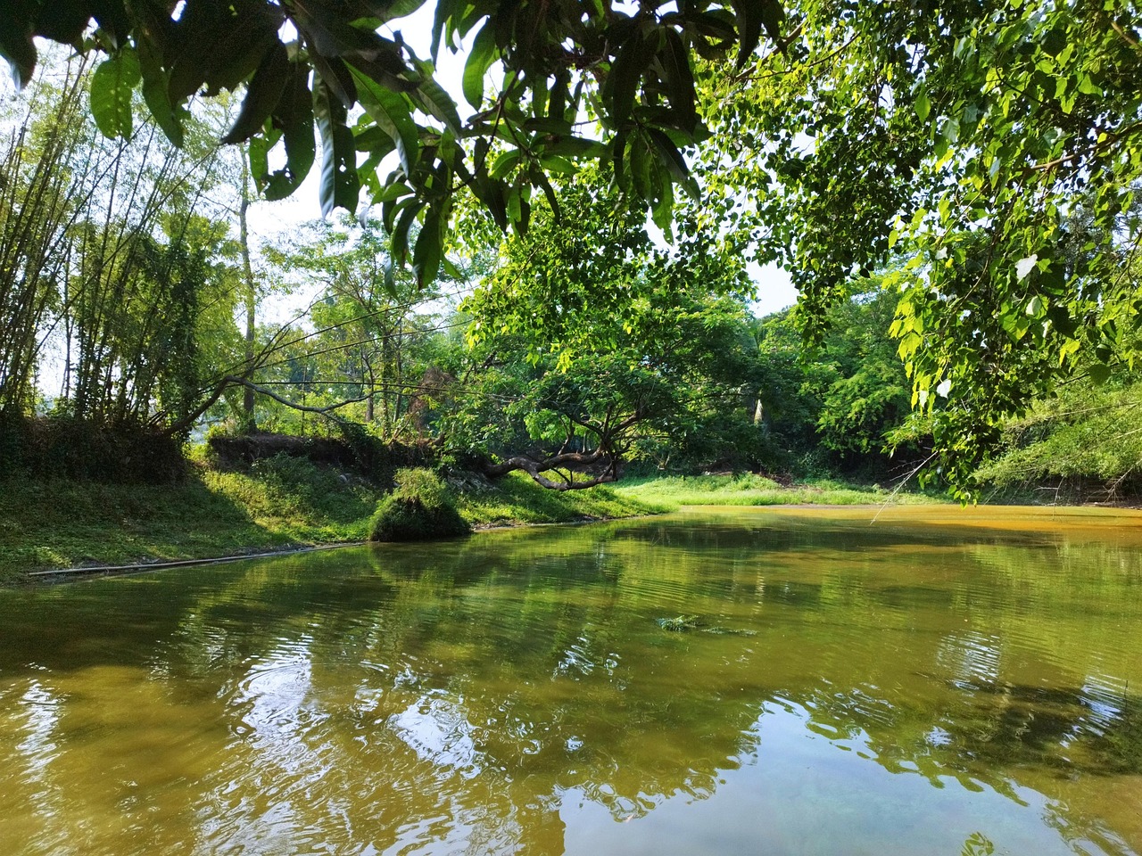 Pond Green Asian - Free photo on Pixabay