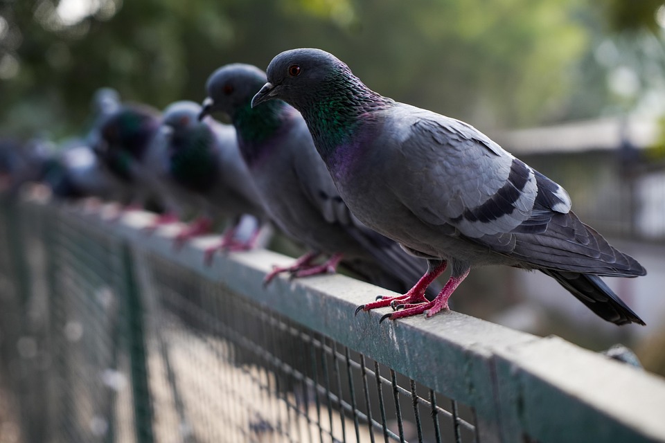 Pigeons Birds Beak - Free photo on Pixabay - Pixabay