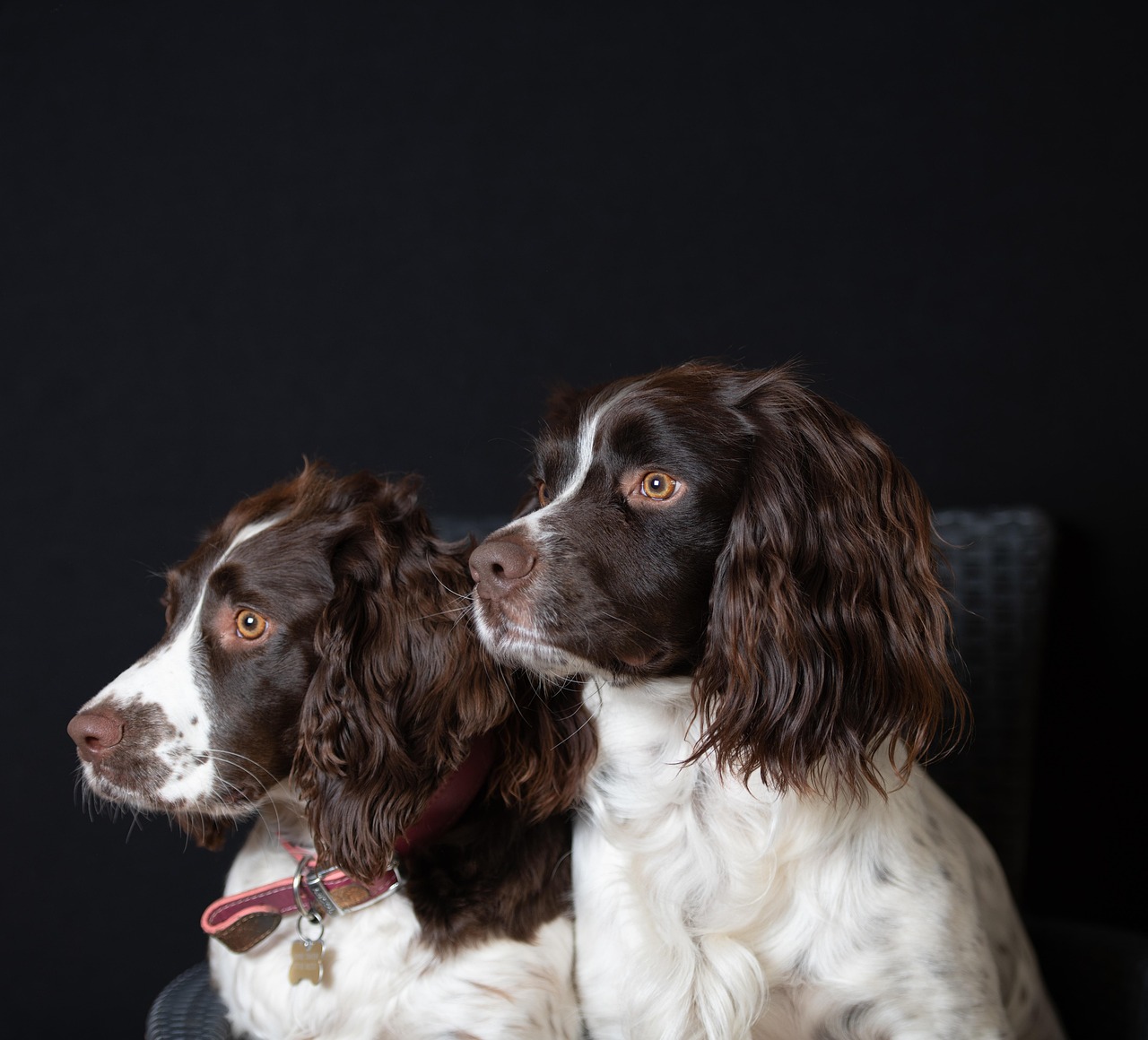 Chiens Chiots Épagneul Animal De - Photo gratuite sur Pixabay - Pixabay
