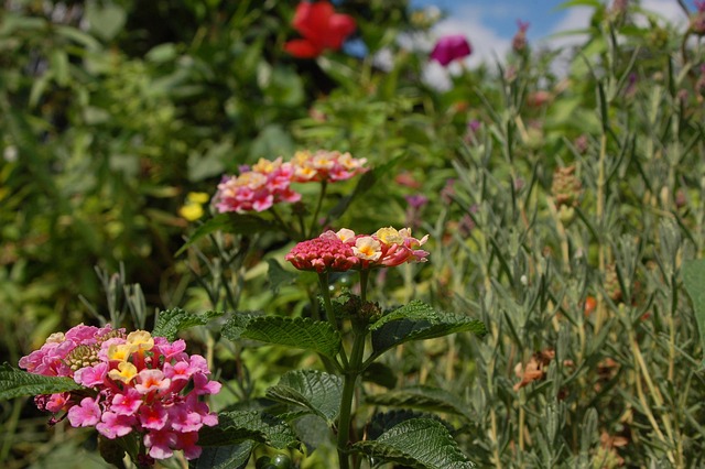 Bunga-Bunga Lantana Lapangan - Foto gratis di Pixabay - Pixabay