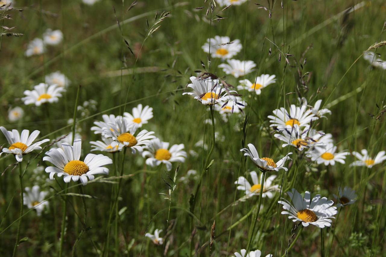 Bunga-Bunga Bunga Aster Padang - Foto gratis di Pixabay - Pixabay