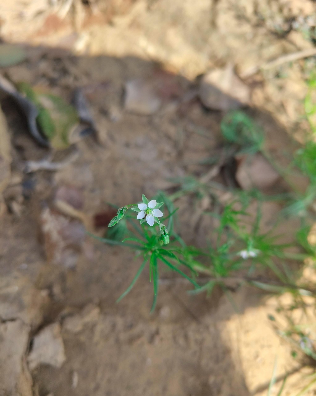 Flor Blanca Florecer - Foto gratis en Pixabay