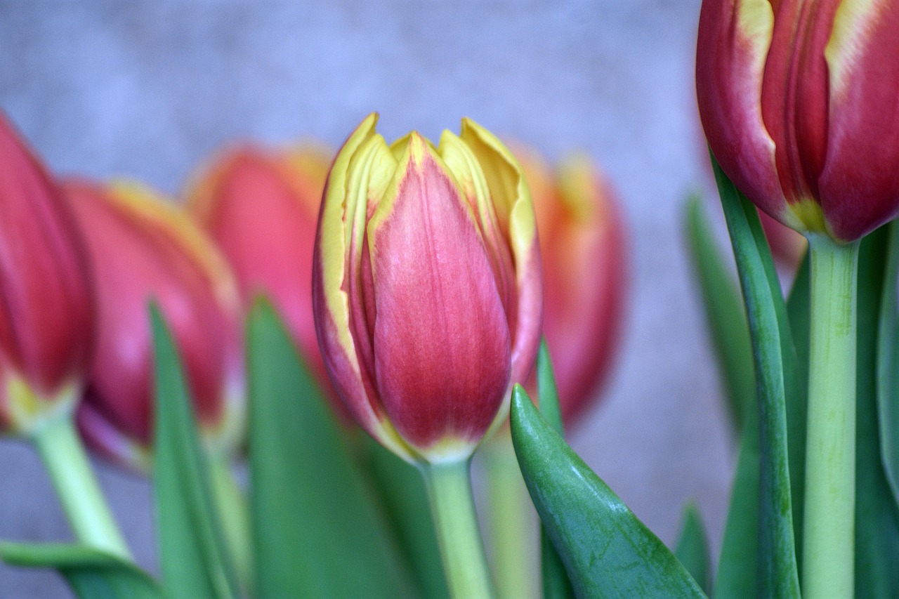 Tulipas Flores Flora - Foto gratuita no Pixabay - Pixabay