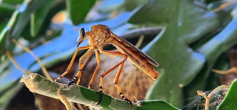 Insecte Scarabée Pendre - Photo gratuite sur Pixabay - Pixabay