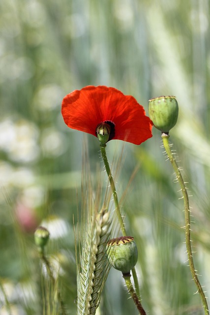 Poppy Faded Petal Seed - Free photo on Pixabay - Pixabay