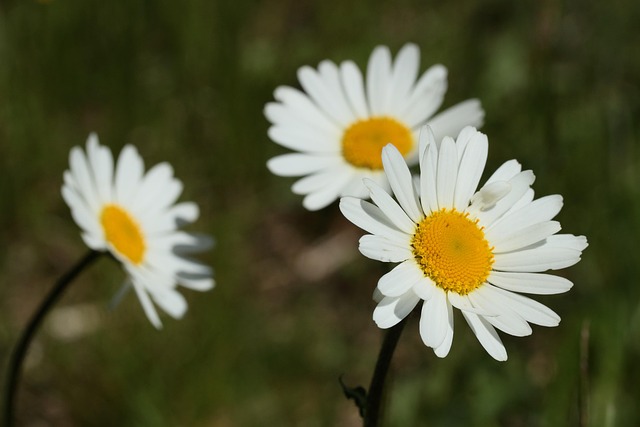 Fleurs Marguerites Bloom - Photo gratuite sur Pixabay - Pixabay