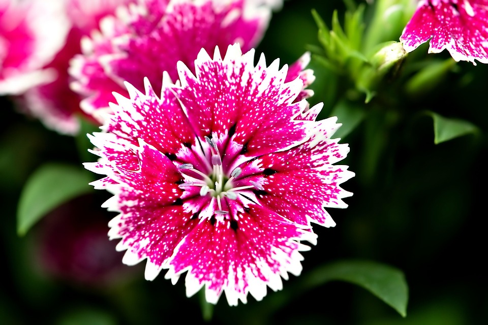 Flower Dyanthus Flora - Free photo on Pixabay