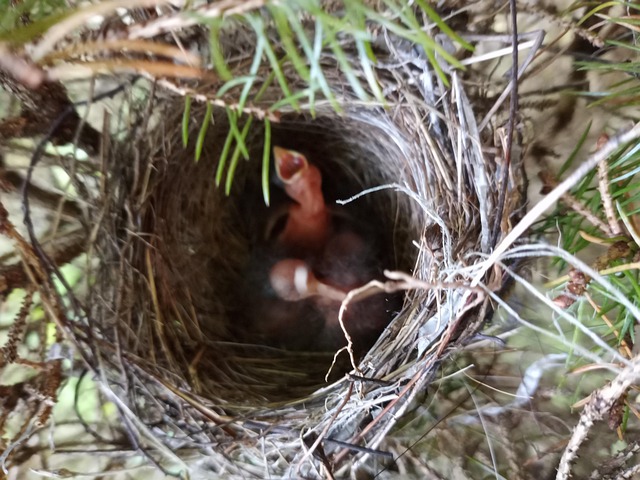 Baby Birds Bird Nest Wrench Babies - Free photo on Pixabay