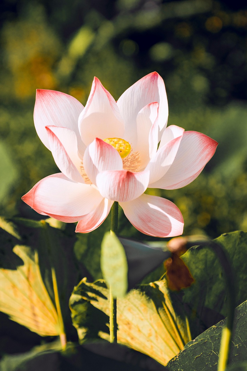 Lotus Nature Flower - Free photo on Pixabay - Pixabay