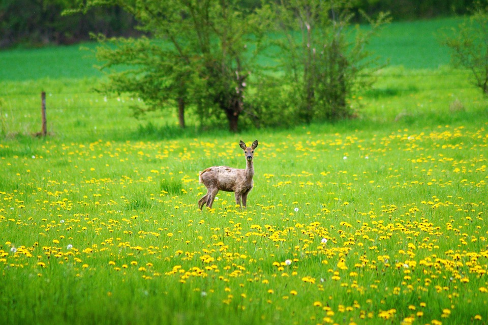 Deer Ricke Change Of Coat - Free photo on Pixabay - Pixabay