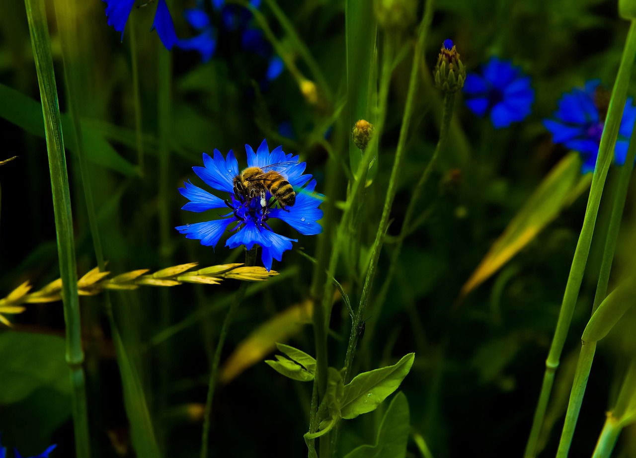 Bee Meadow Pollination - Free photo on Pixabay