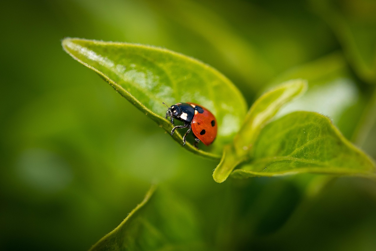 Ladybird Beetle Ladybug Insect - Free photo on Pixabay - Pixabay