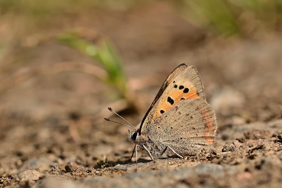 Small Fire Butterfly - Free photo on Pixabay