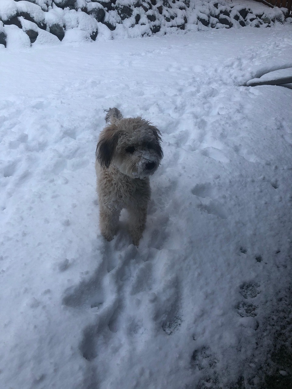 Cachorro Neve - Foto gratuita no Pixabay - Pixabay