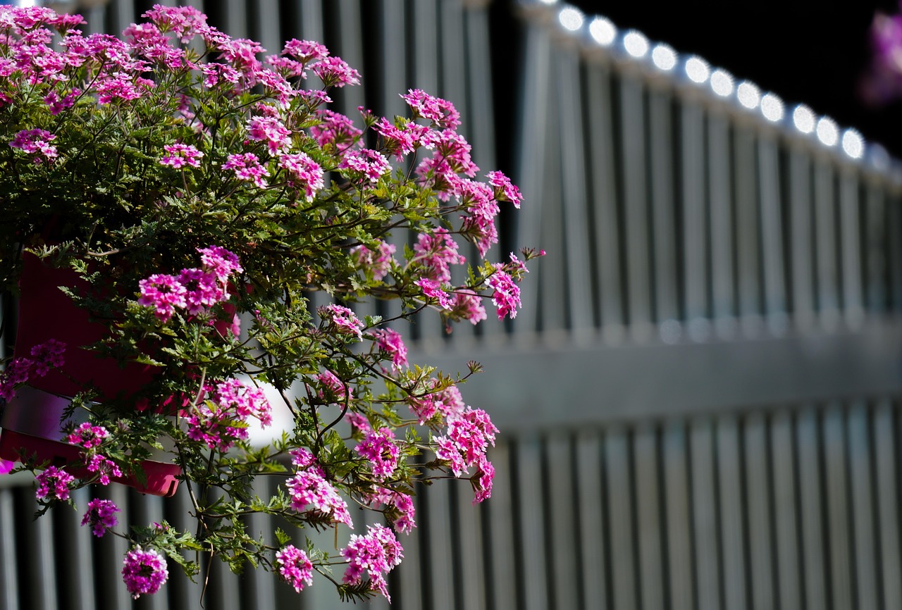 Flores Planta En Maceta Flora - Foto gratis en Pixabay - Pixabay