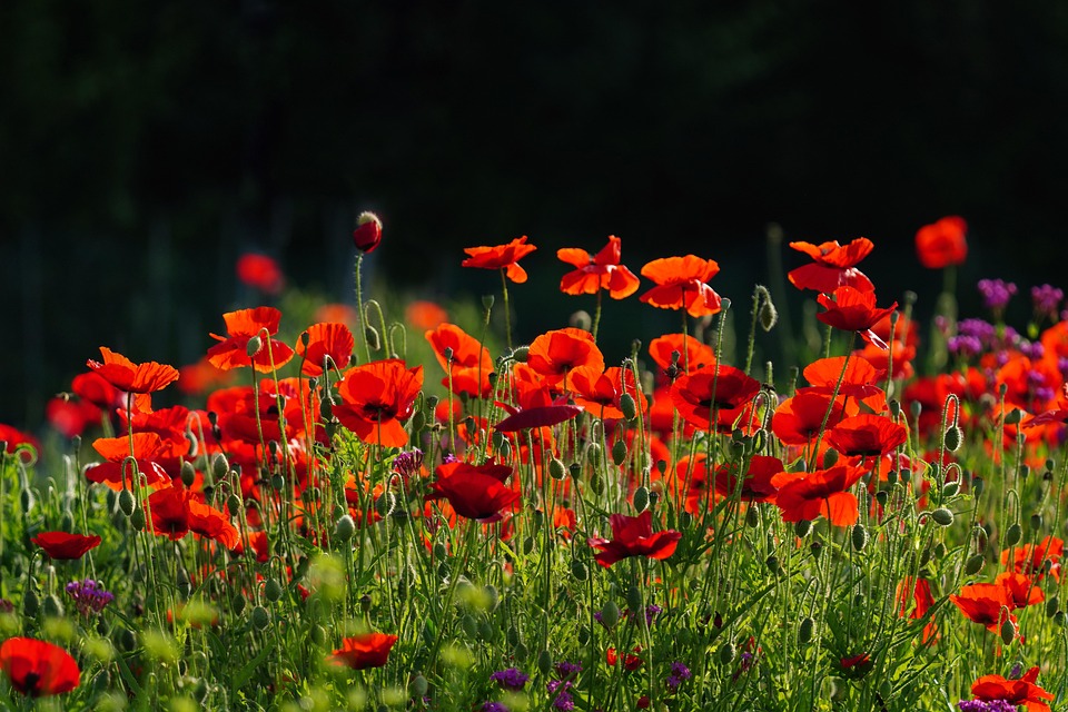 Poppy Bee Flower Spring - Free photo on Pixabay