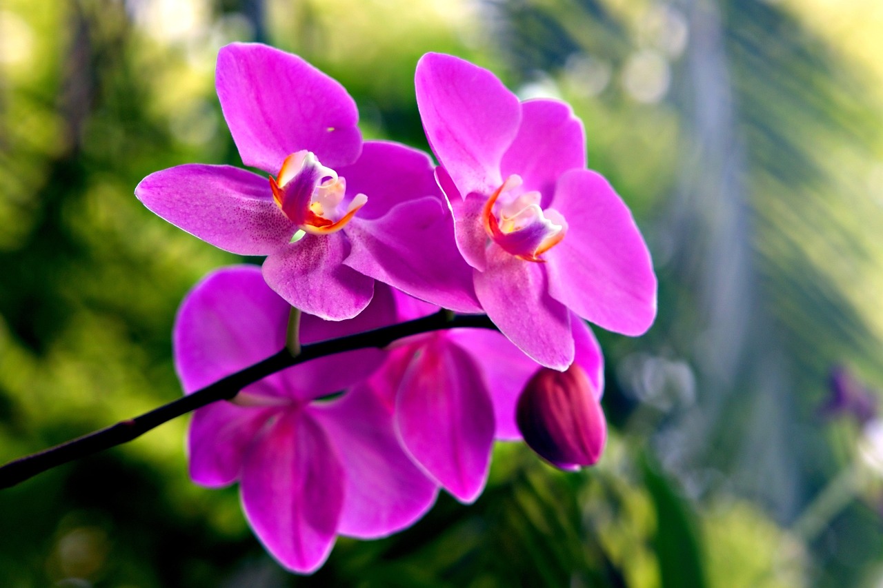 Flower Phalenopsis Amabilis Orchid - Free photo on Pixabay - Pixabay
