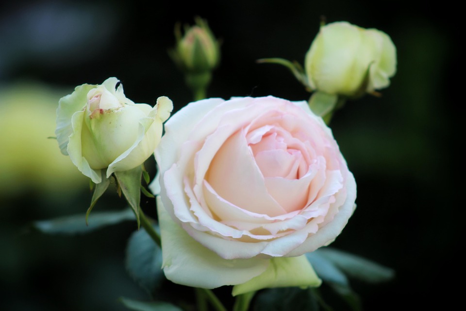 Rose Pétales Flore - Photo gratuite sur Pixabay