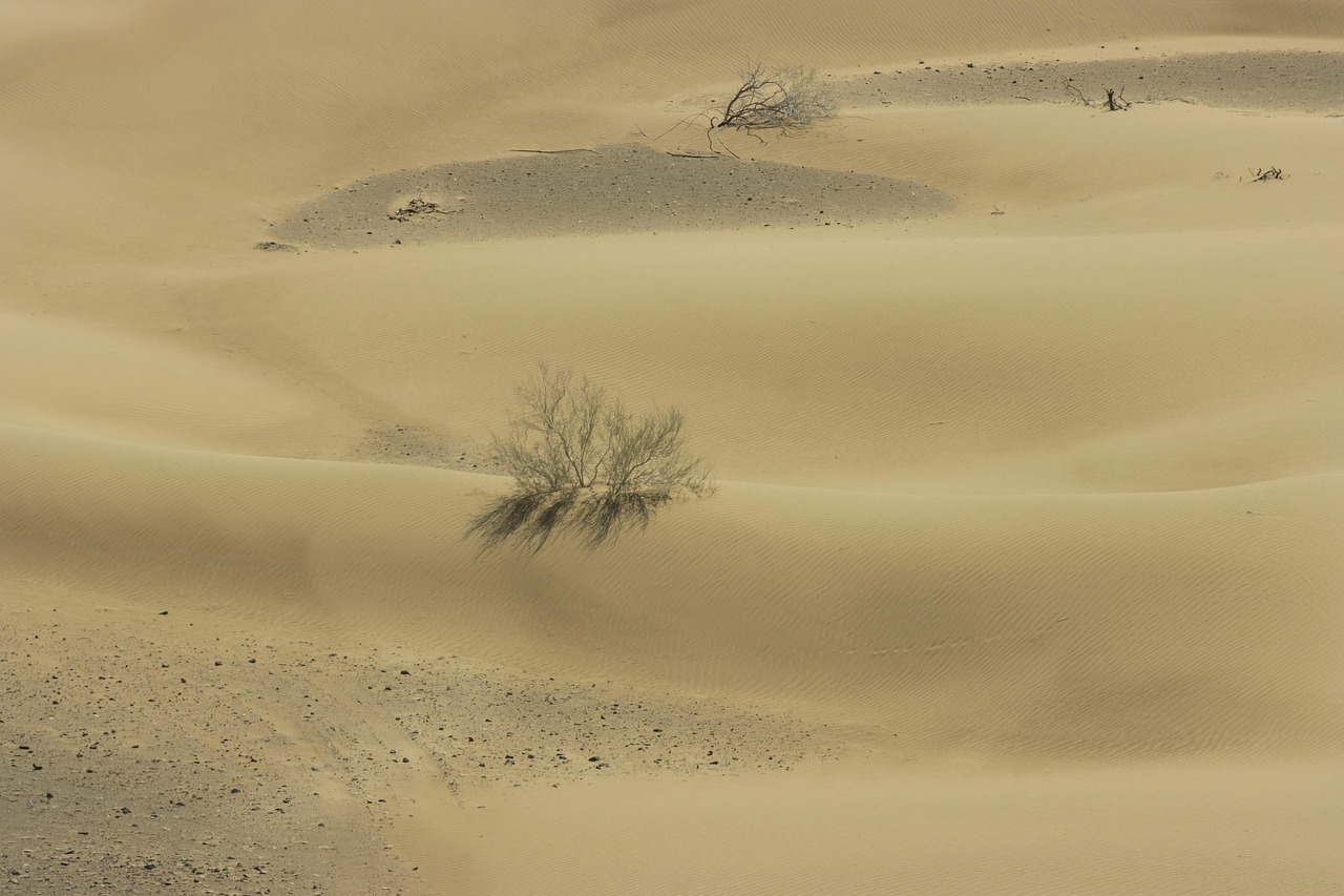 Vegetation Iran Maranjab Desert - Free photo on Pixabay
