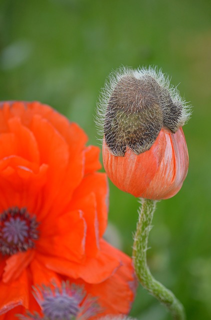 Flower Poppy Bud To - Free photo on Pixabay - Pixabay