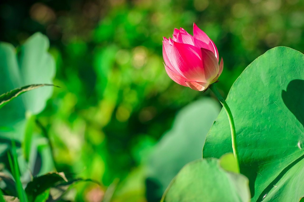 Teratai Bunga Kelopak - Foto gratis di Pixabay