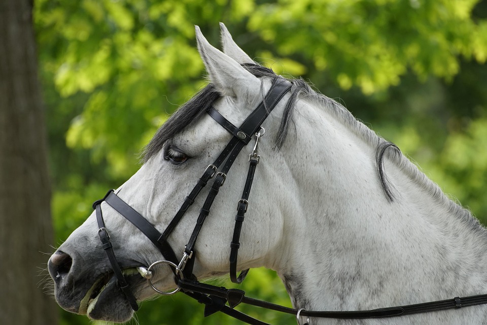 Paard Paarden Ruiter White - Gratis foto op Pixabay - Pixabay