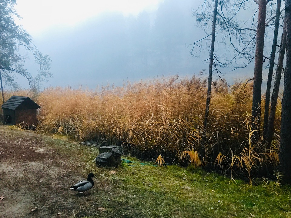 Ente Landschaft Reisen Der - Kostenloses Foto auf Pixabay - Pixabay