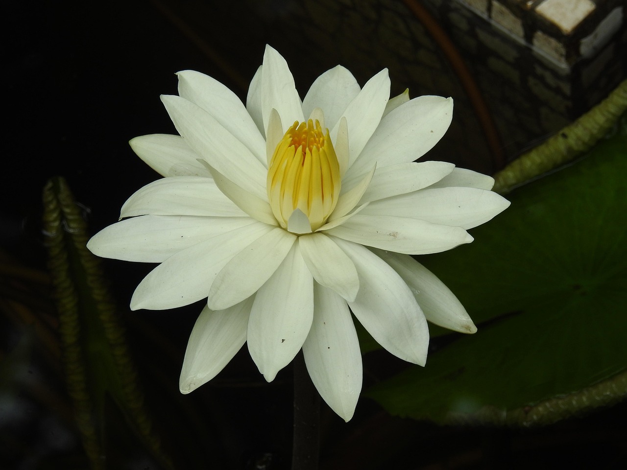 Blanco Naturaleza Lirio - Foto gratis en Pixabay - Pixabay