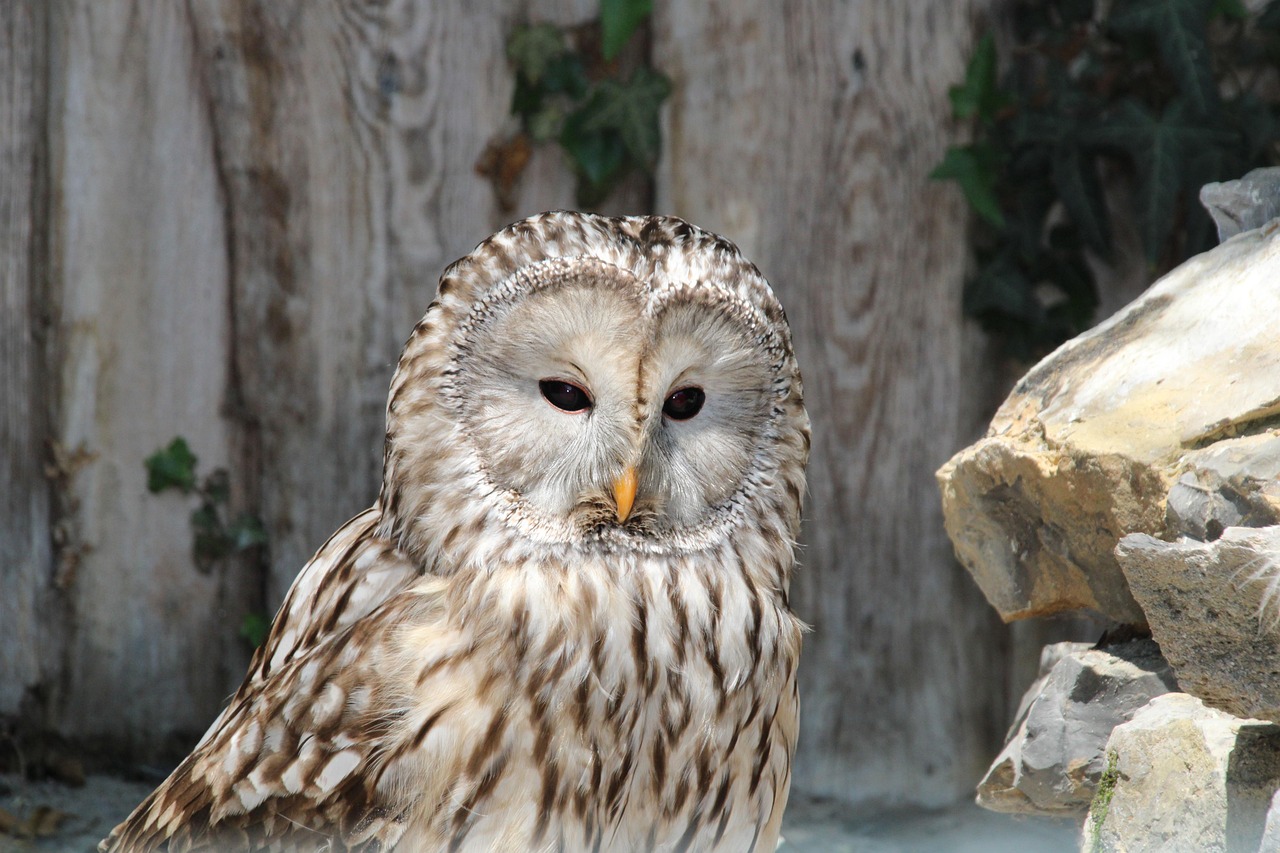 Coruja Pássaro Animal Jardim - Foto gratuita no Pixabay - Pixabay